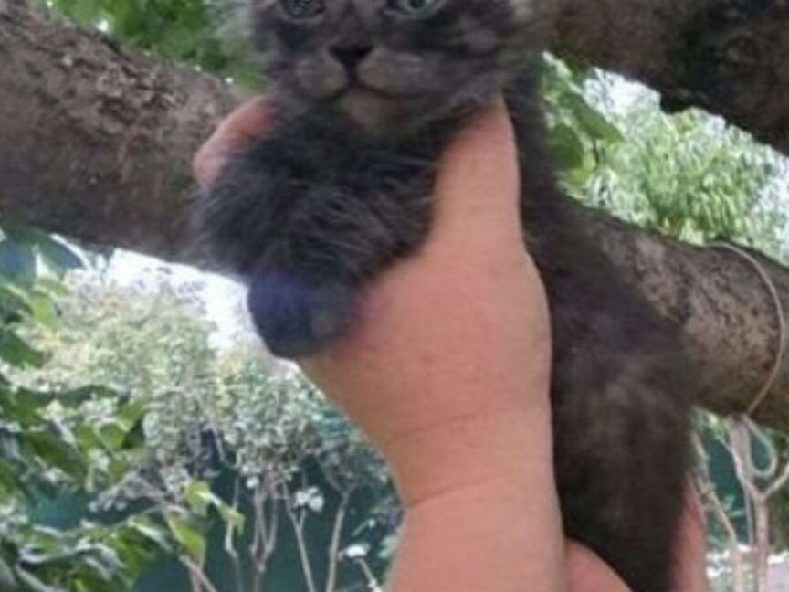 Котик Пират