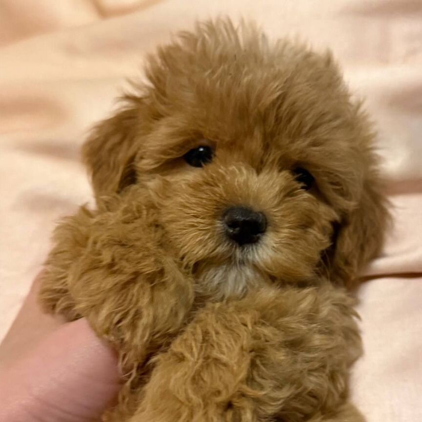 Мальтипу, щенок