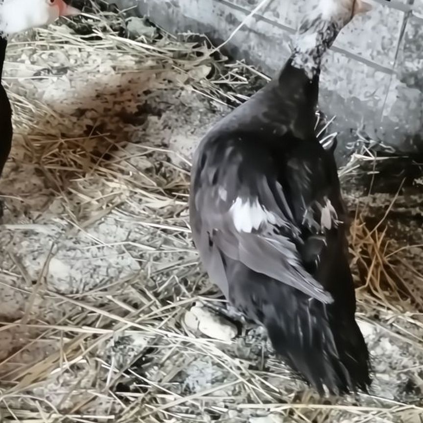 Мускусные утки