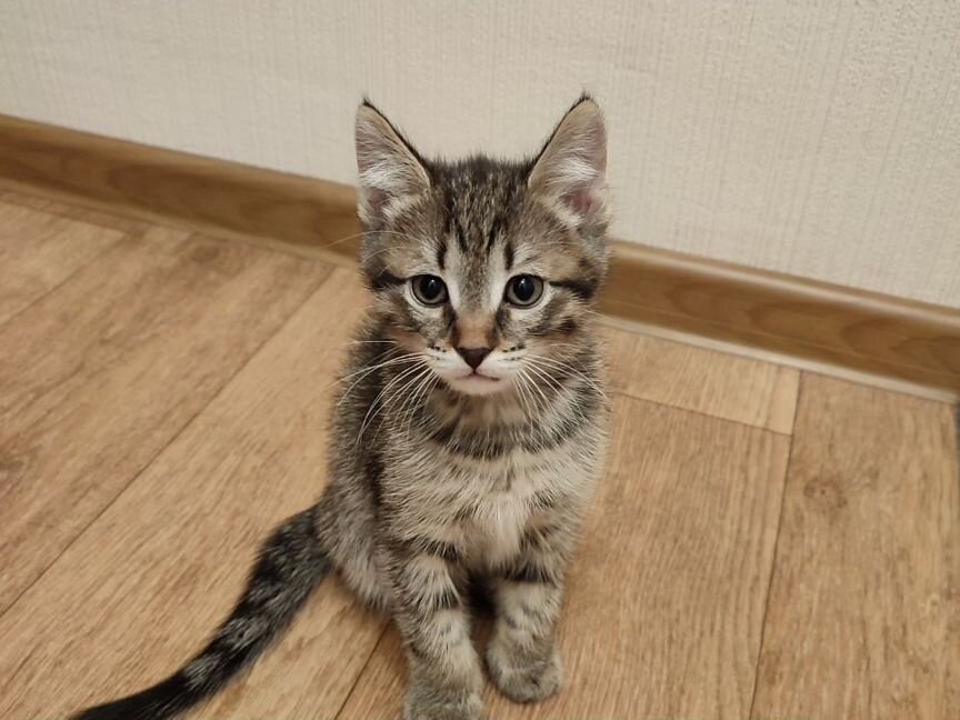 Котята 2 месяца приучены к лотку