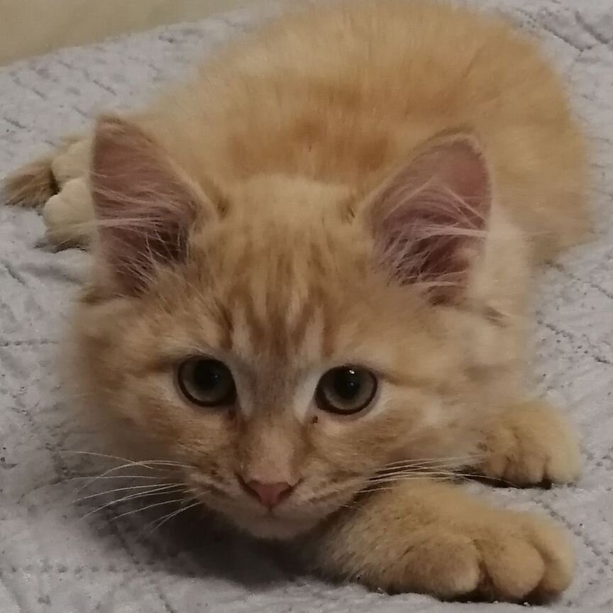 Кошечка бесплатно