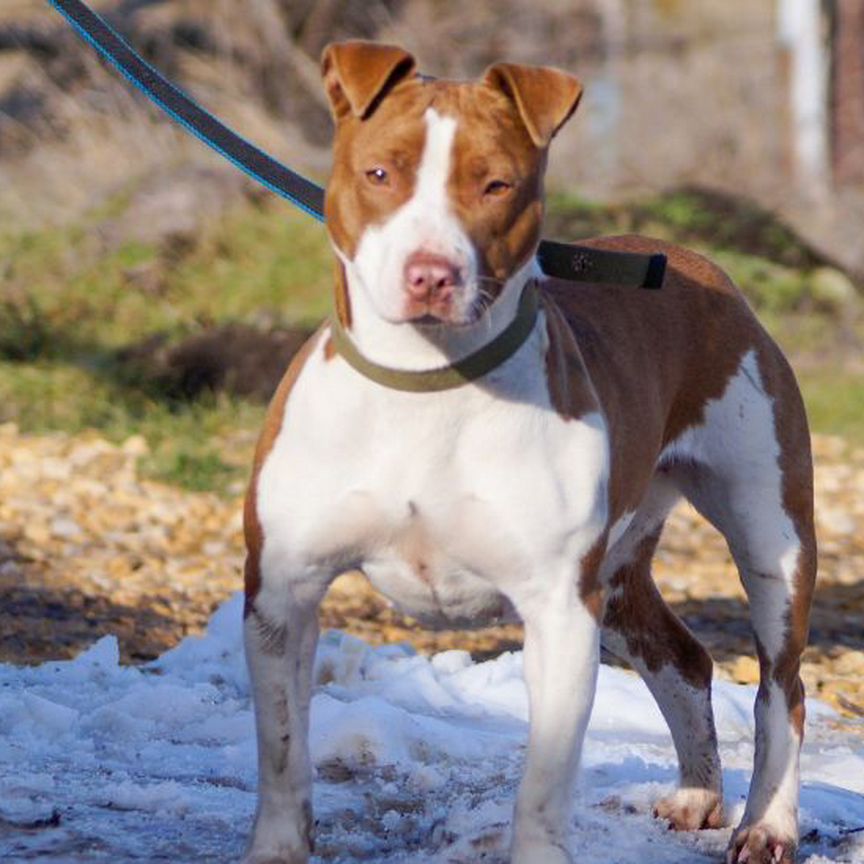 Американский питбультерьер, взрослая собака