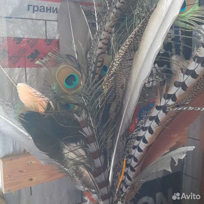 Перо павлина и фазана