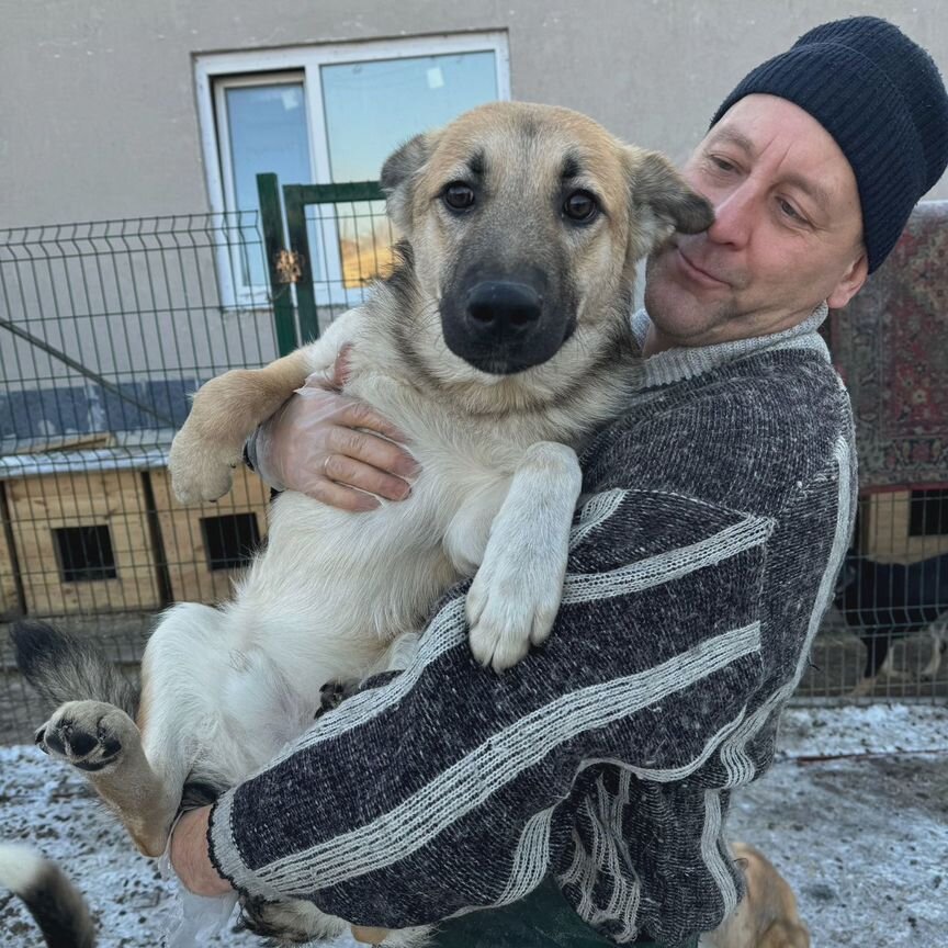 Коржик ищет дом