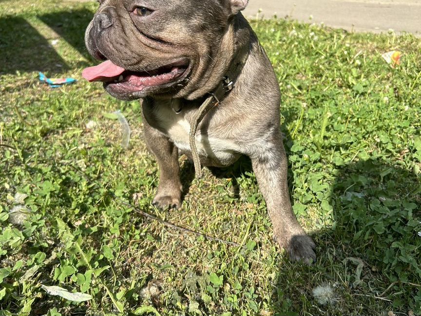 Французский бульдог вязка