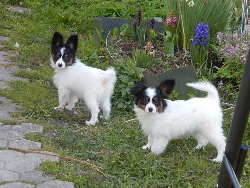 Папийон щенки