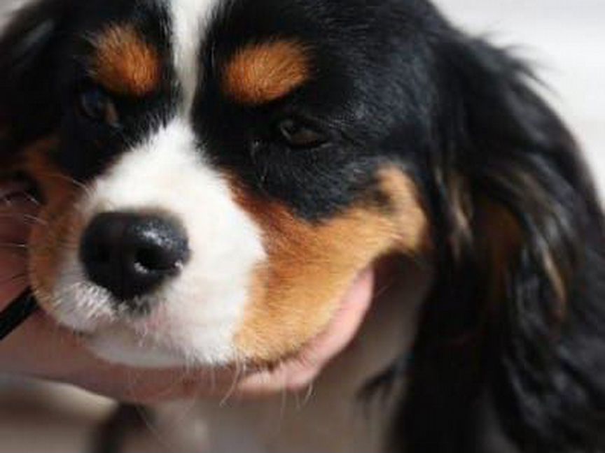 Кавалер кинг чарльз