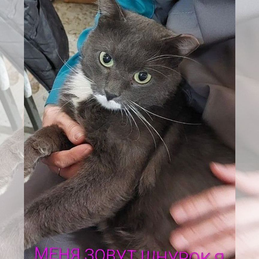 Взрослый кот в добрые руки