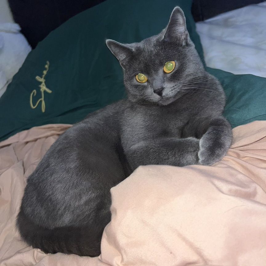 Британский кот