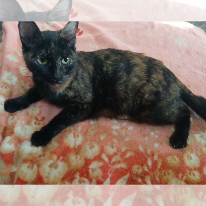 Котёнок в добрые руки