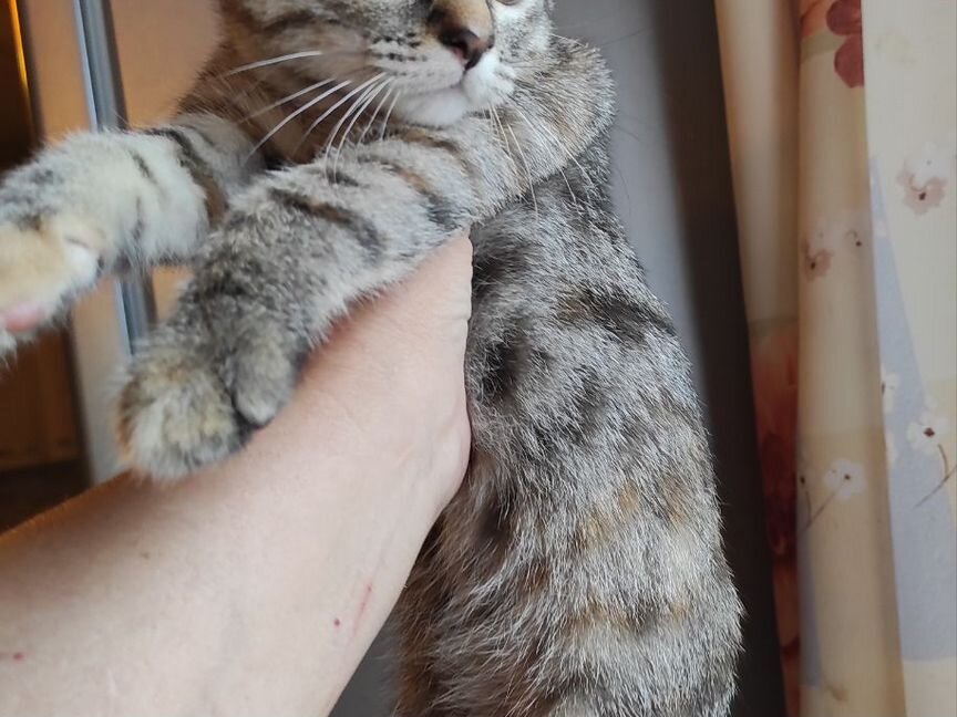 Котенок трёхцветная девочка