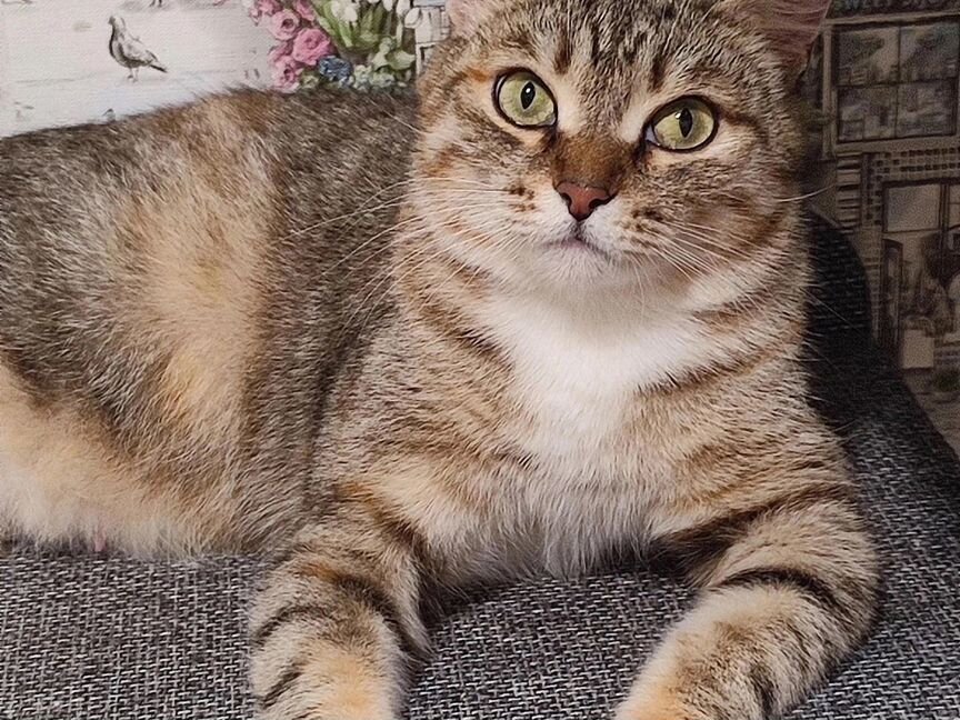 Красивая и умная кошка