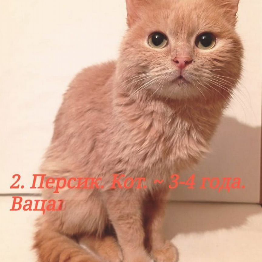 Котики бесплатно