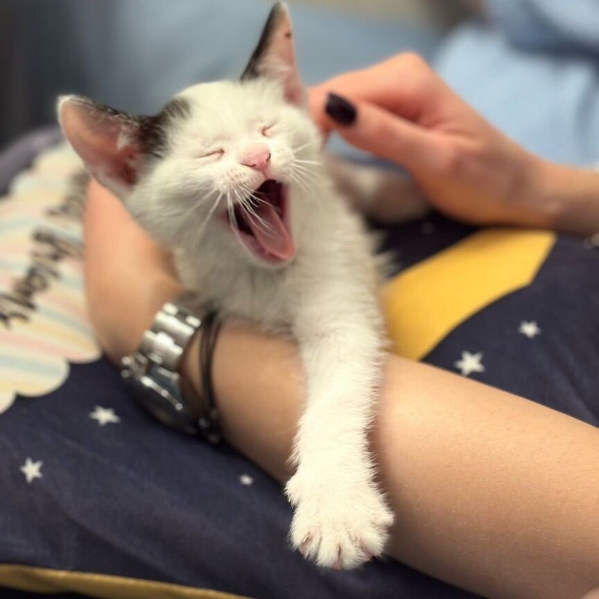 Котёнок в добрые руки