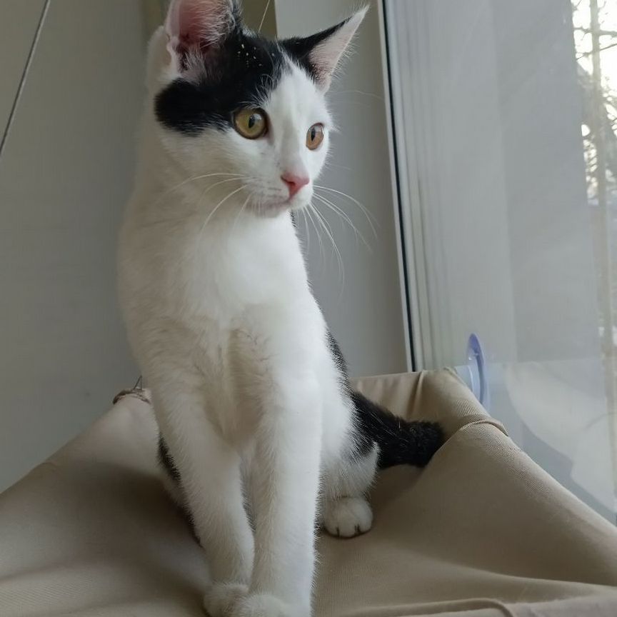 Котёнок в добрые руки