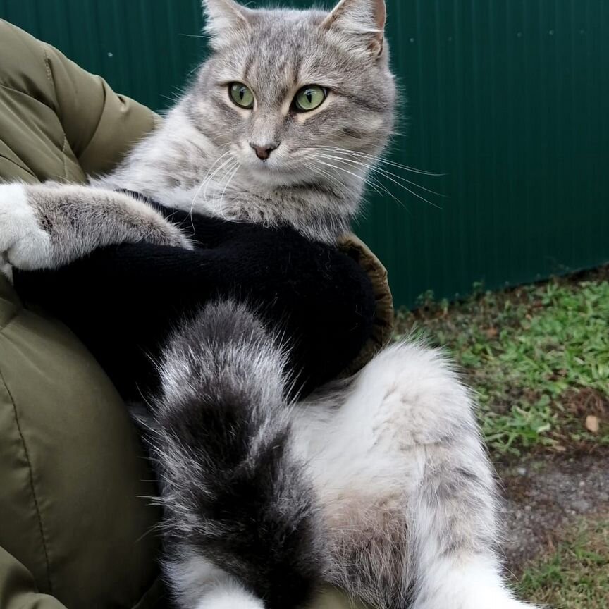 Маркус в поисках дома