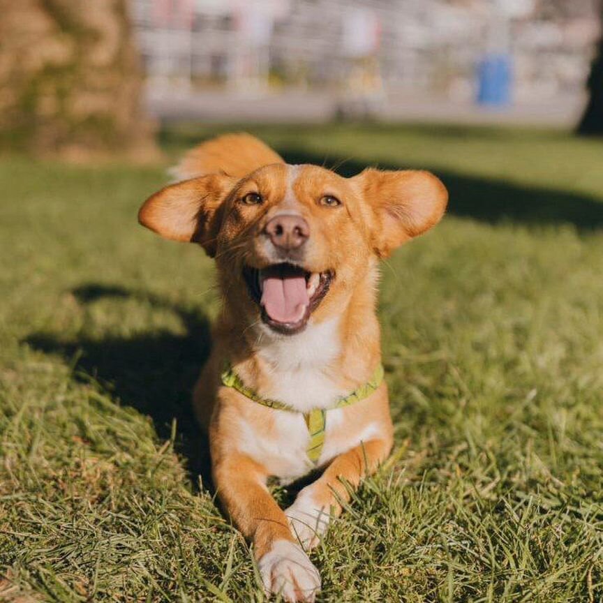 Маленькая собака в добрые руки