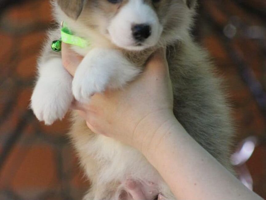 Вельш-корги пемброк