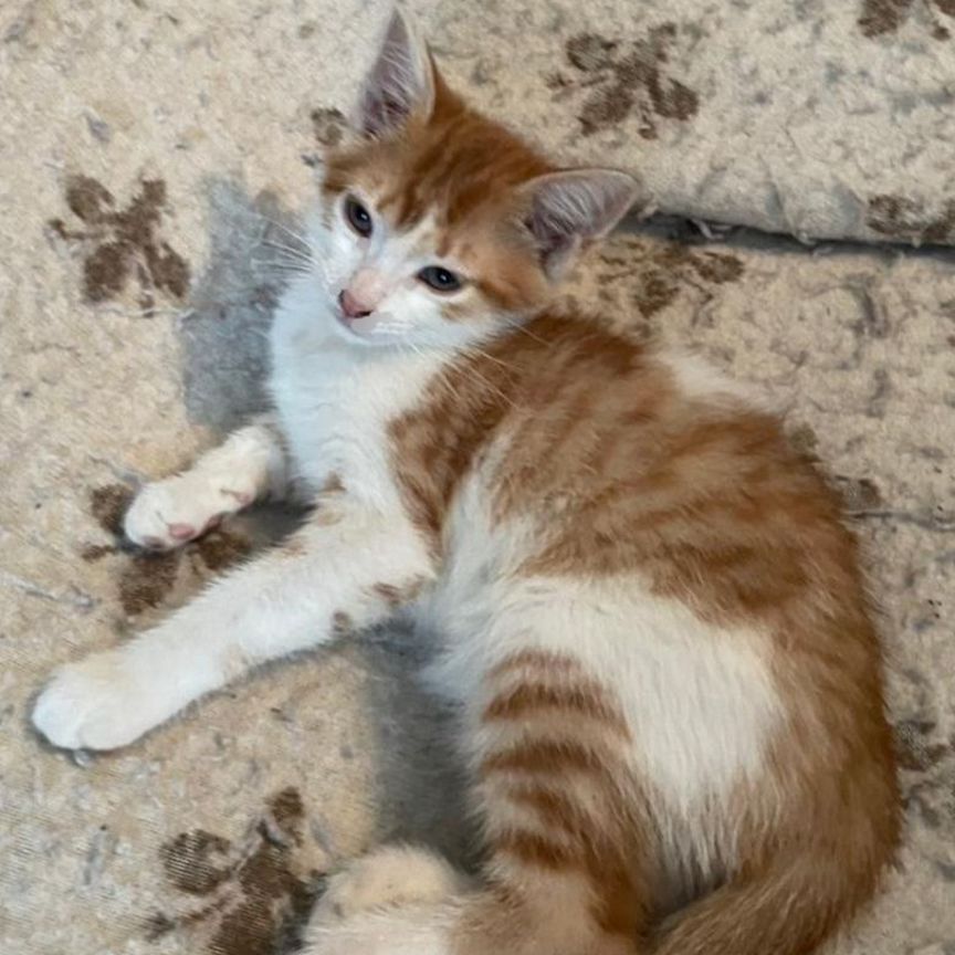 Котёнок девочка в добрые руки