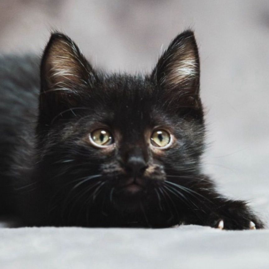 Котенок сиротка