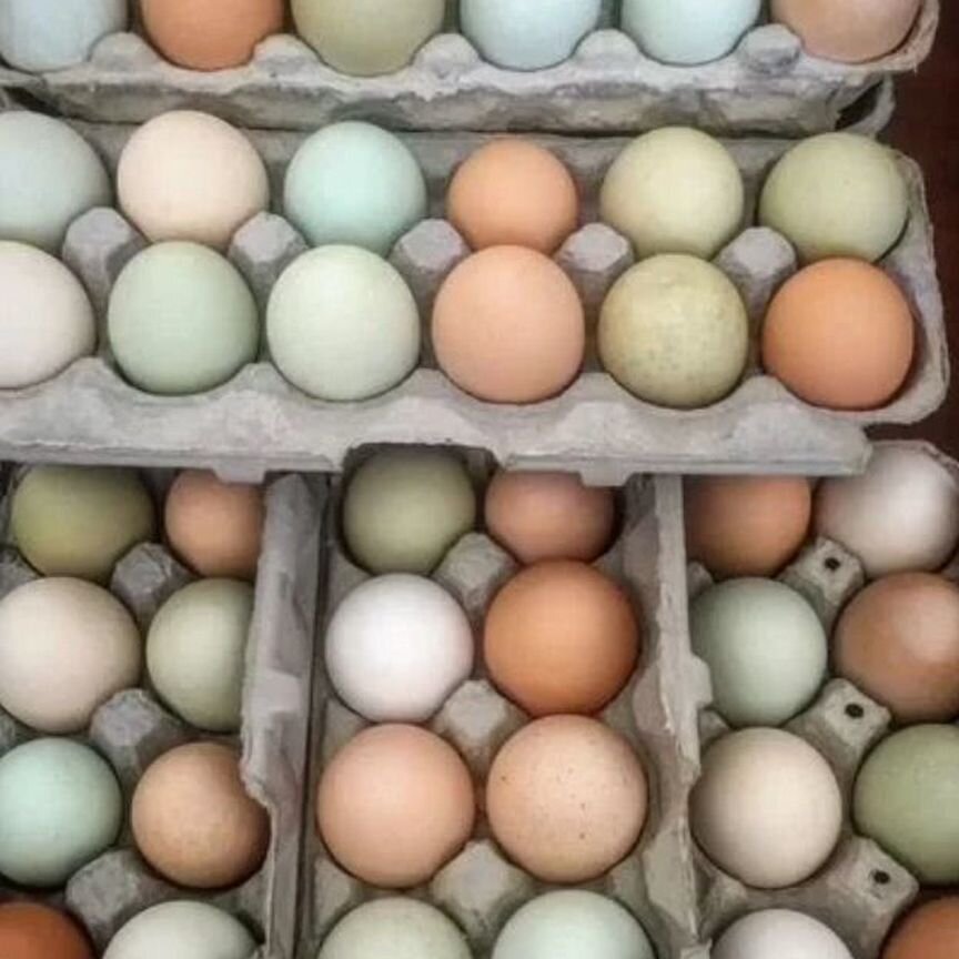 Домашние куриные яйца на инкубатор