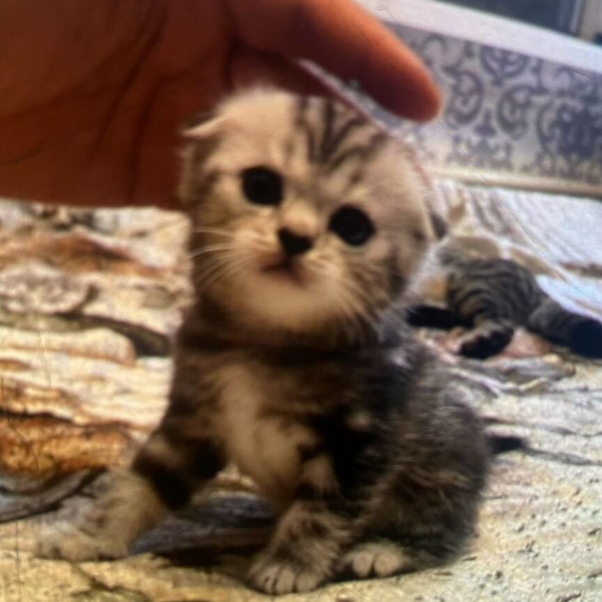 Шотландские вислоухие котята