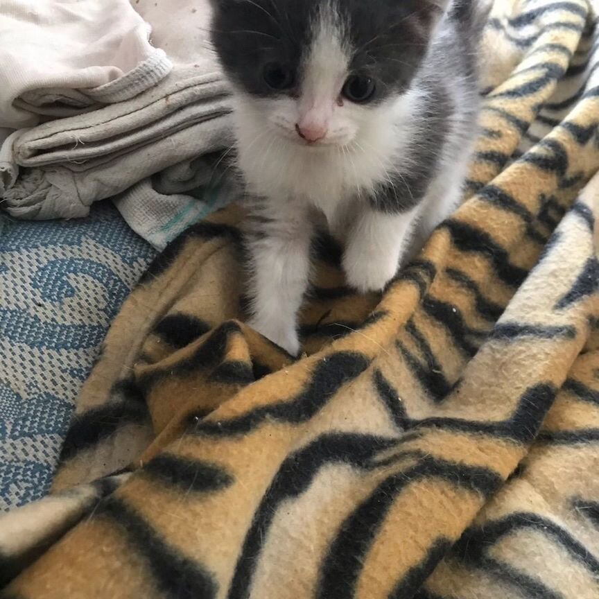 Котята в добрые руки