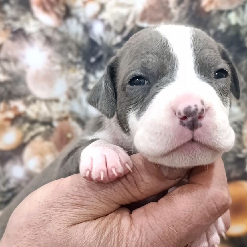 Американский стаффордширский терьер, щенок