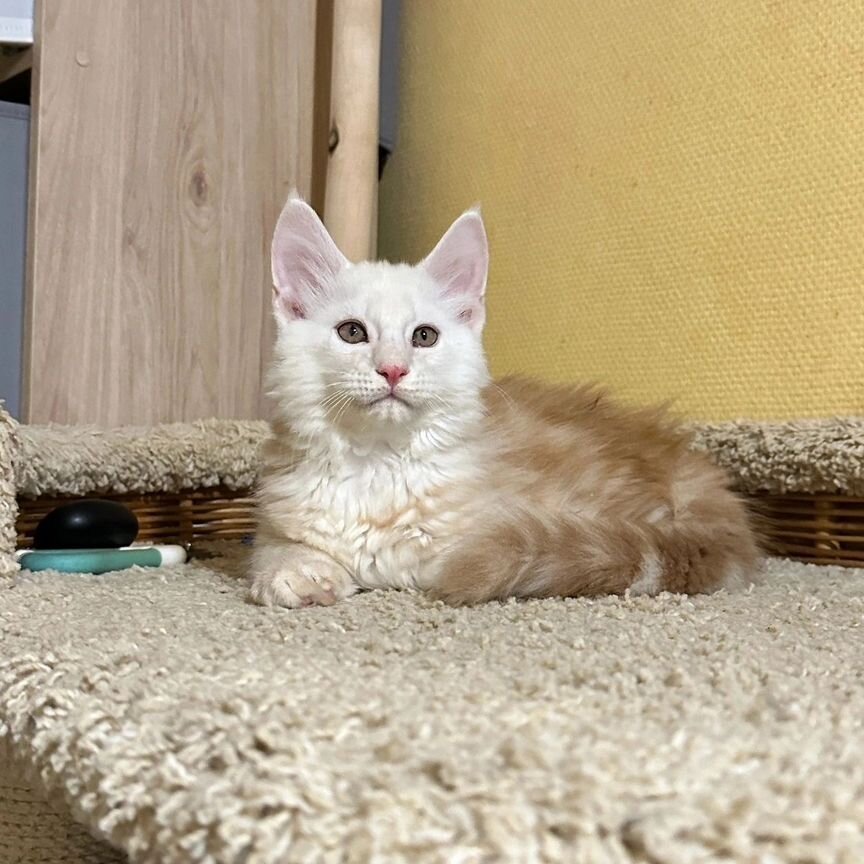 Котик мейн-кун