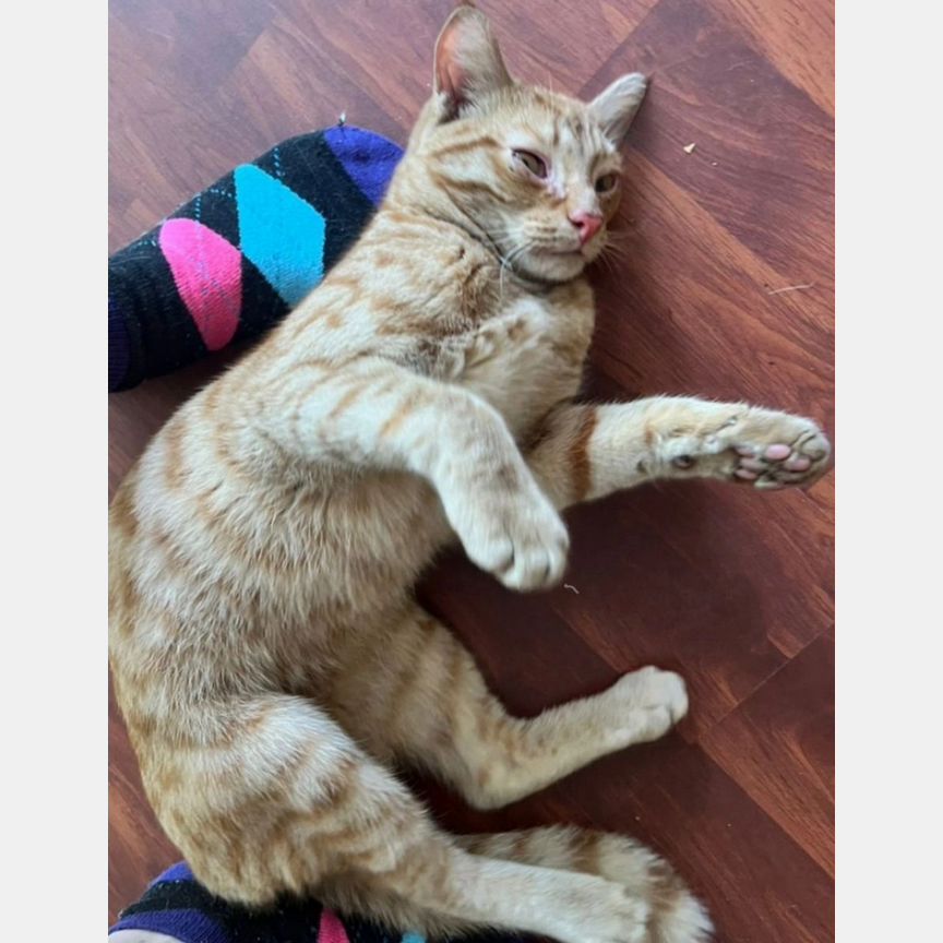 Котик
