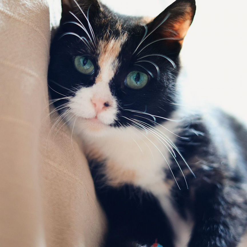 Кошечка