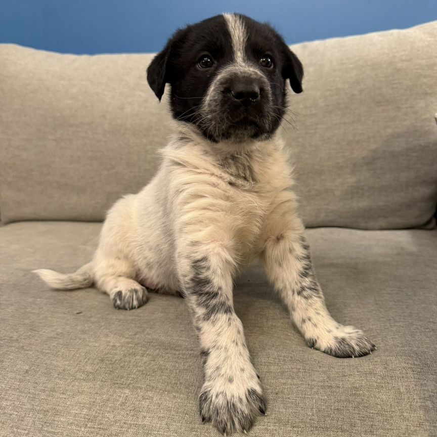 Щенок в добрые руки