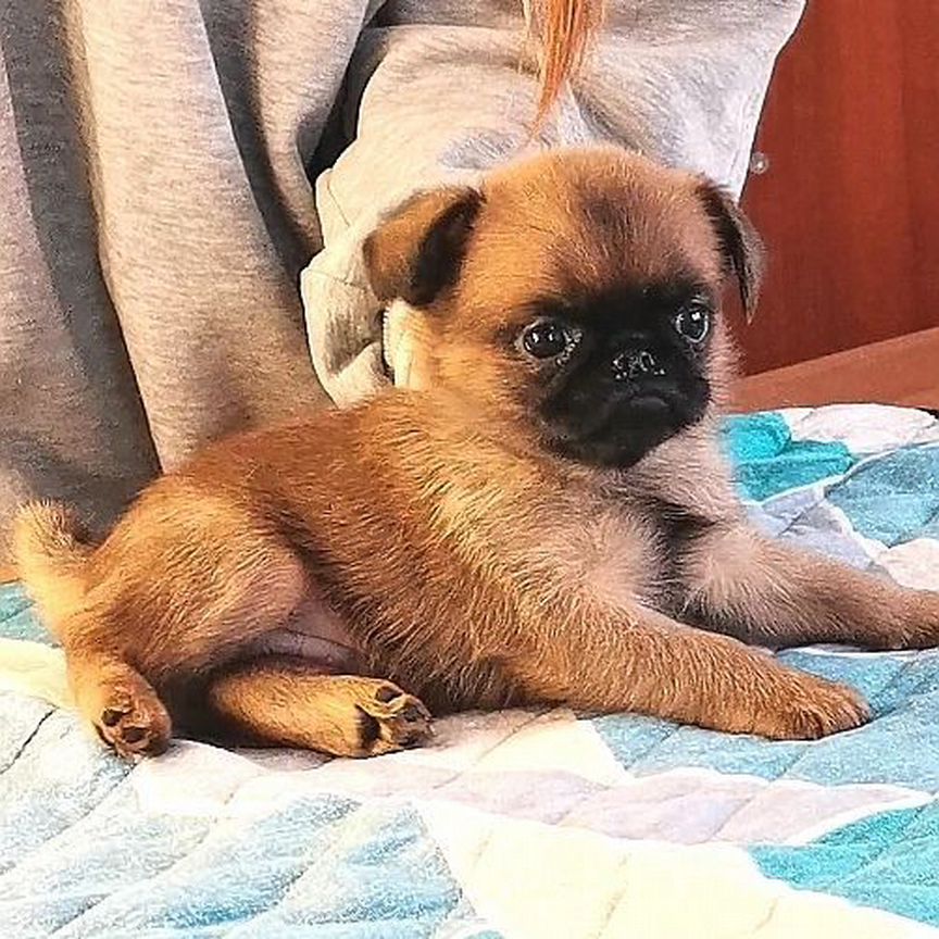 Щенок пти брабансона (собачка обезьянка)