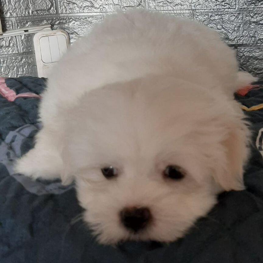 Мальтийская болонка, щенок