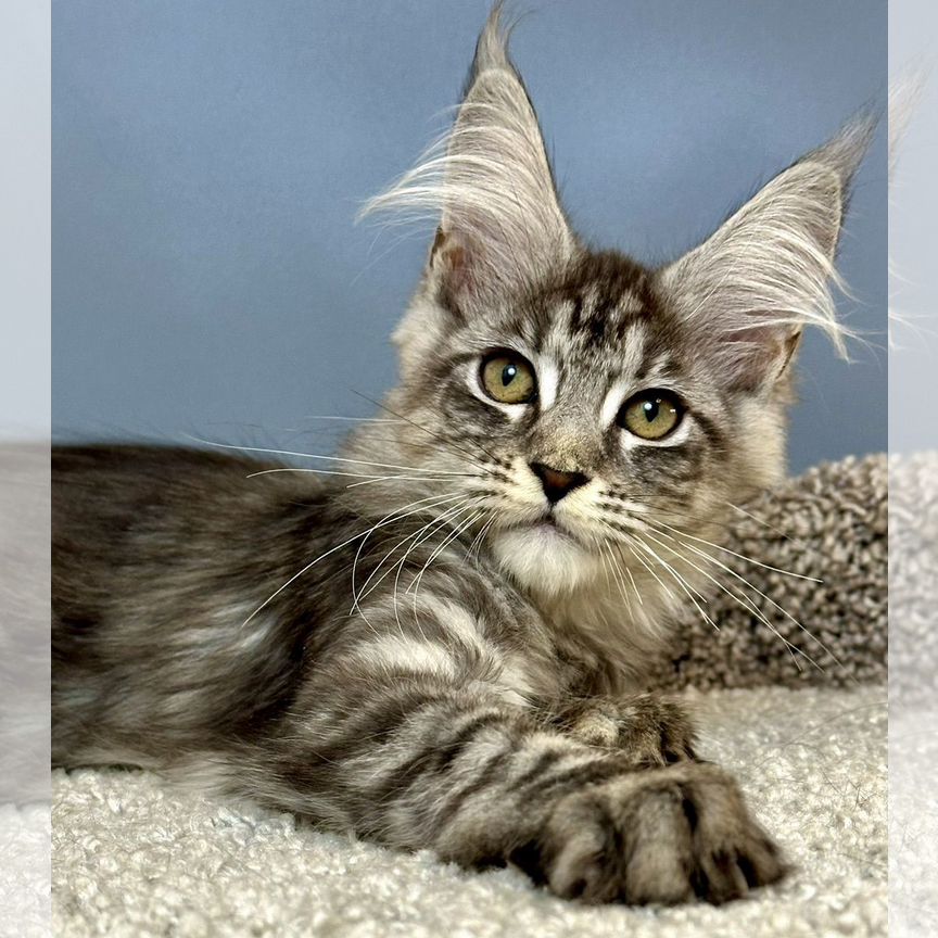 Мейн-кун котёнок