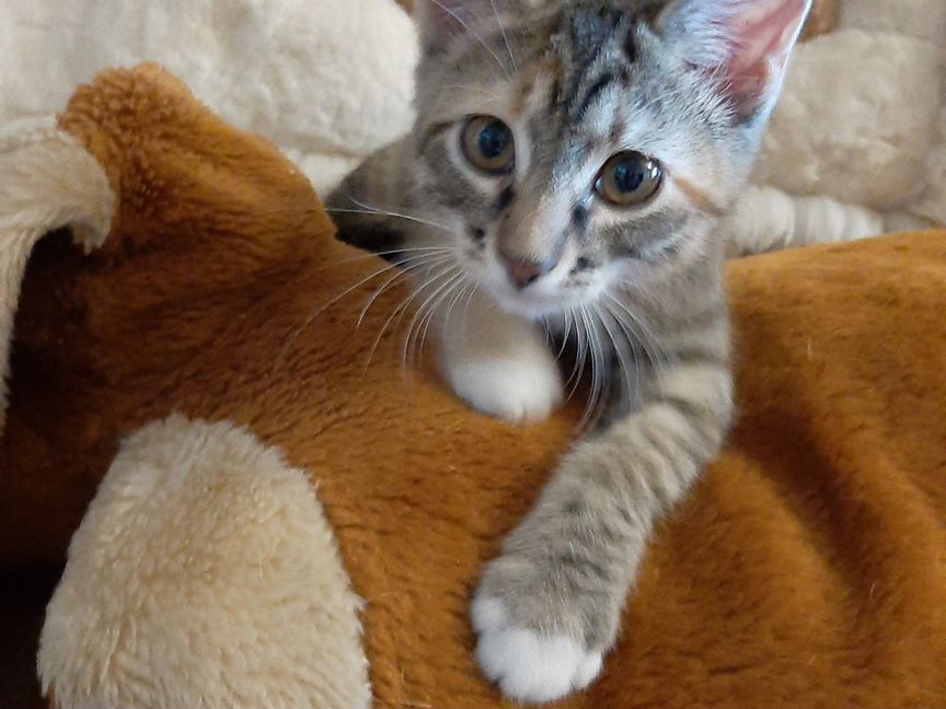 Укротительница собак Шпрота идёт к вам