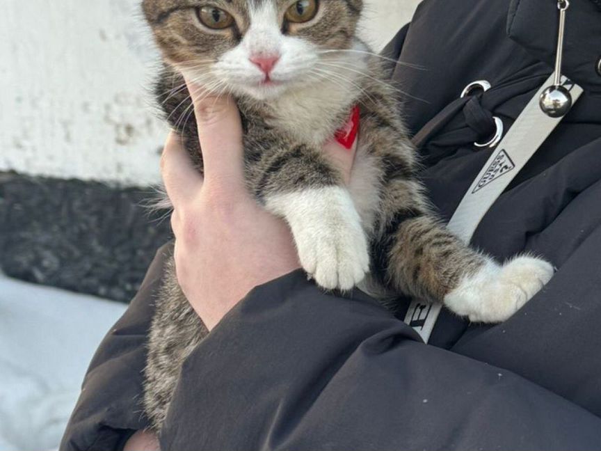 Кошка