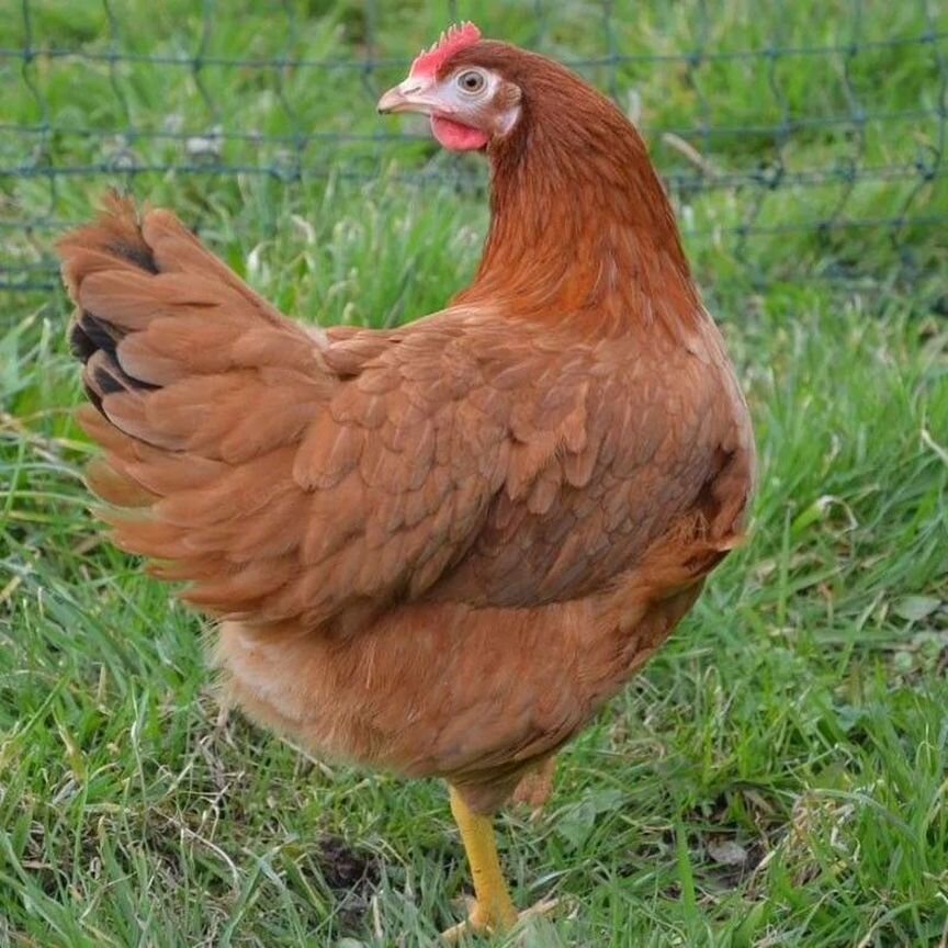 Несушки на дом