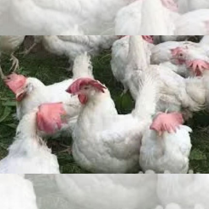 Куры несушки