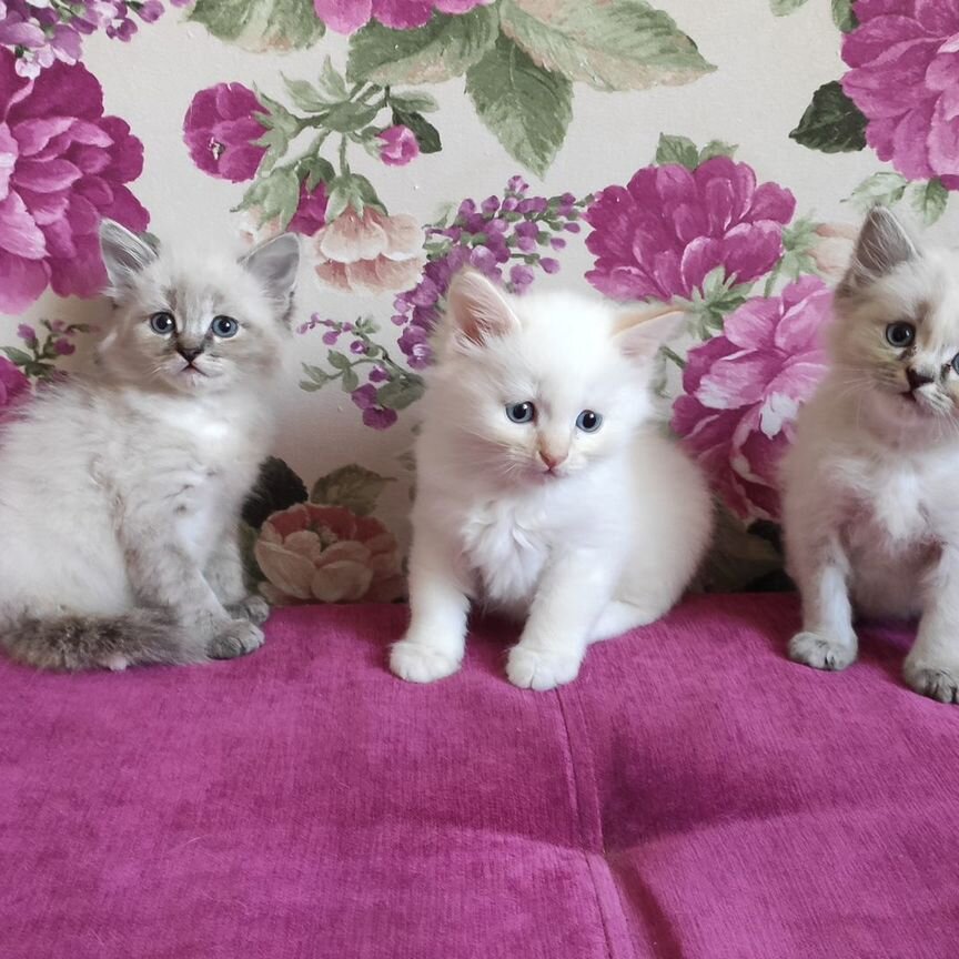 Котята невской маскарадной