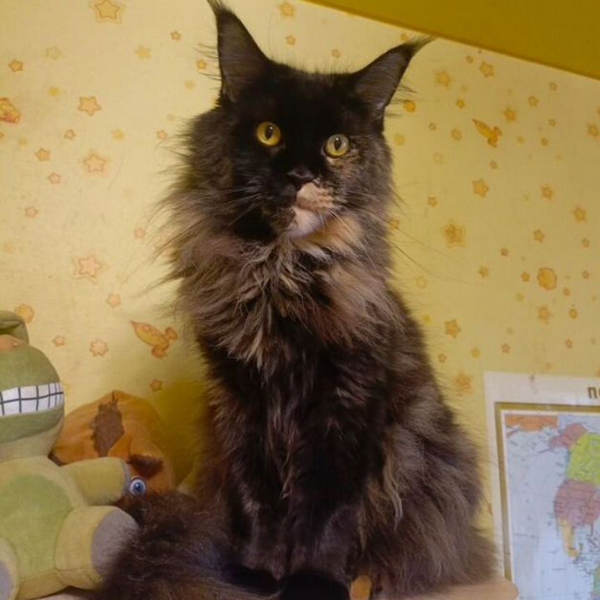 Мейн-кун, взрослая кошка