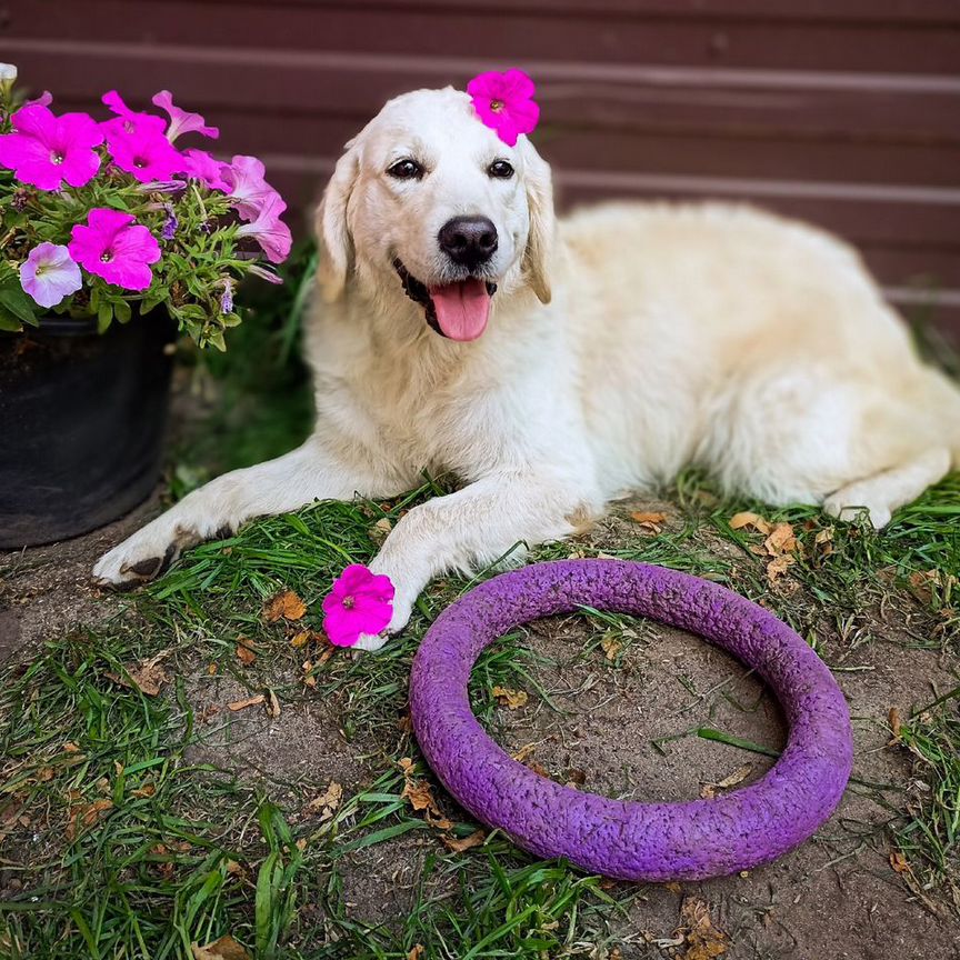 Золотистый ретривер девочка