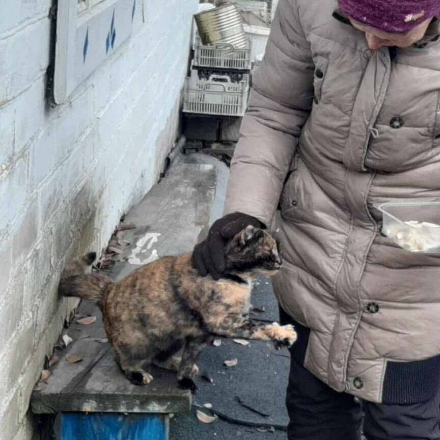 Взрослая кошка в добрые руки