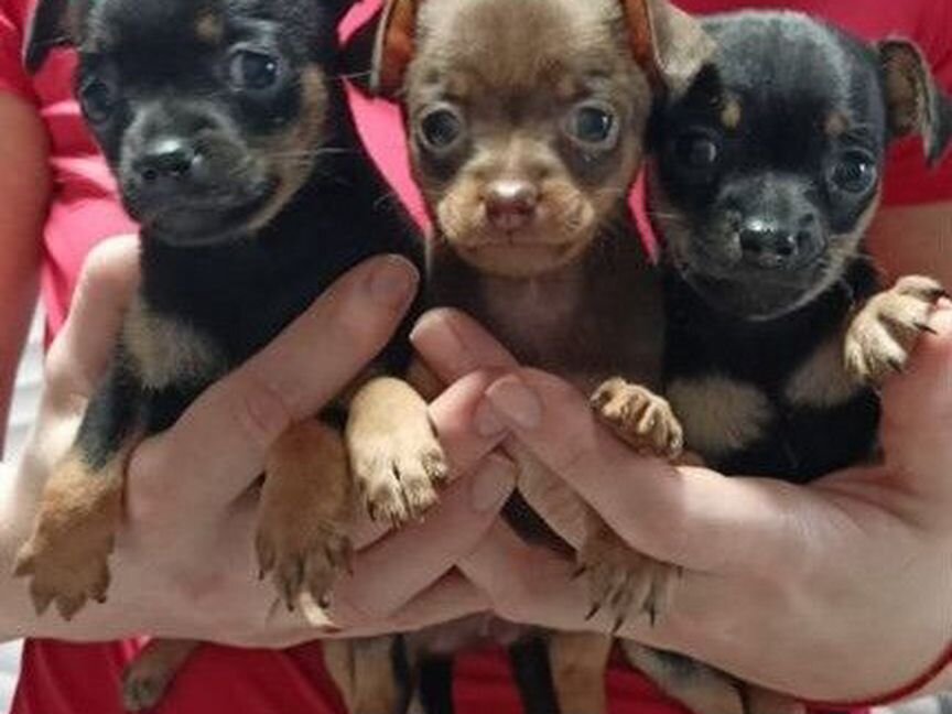 Продаю малышей