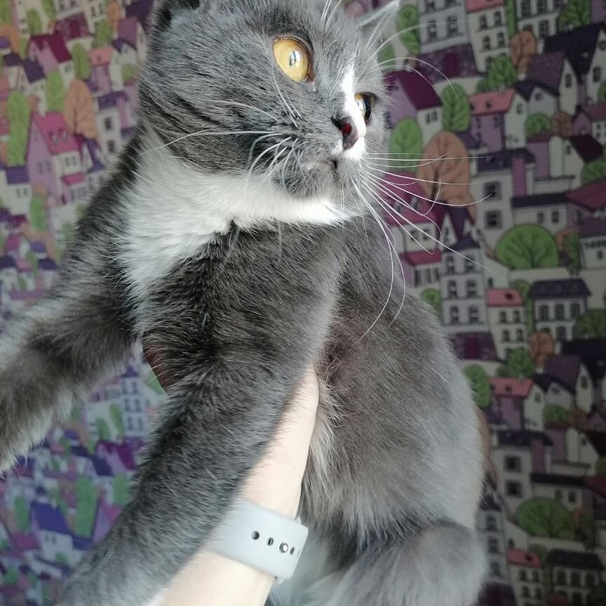 Манюня, ищет дом)