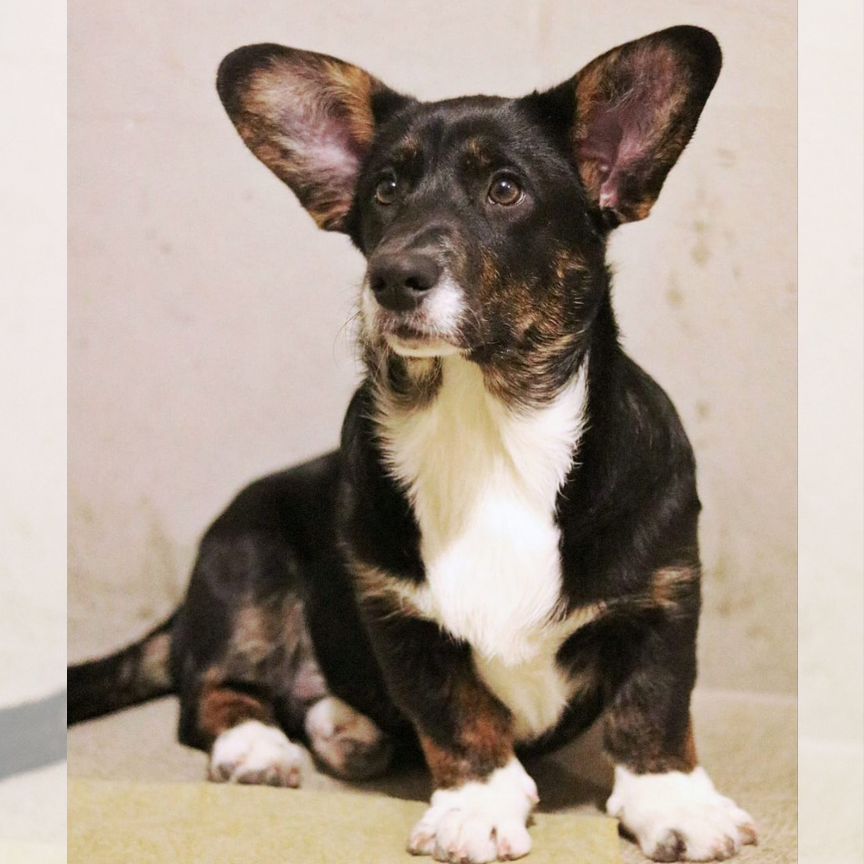 Вельш корги кардиган щенок