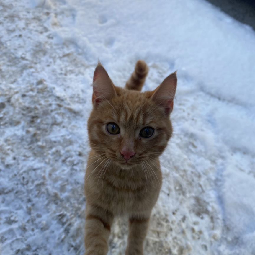 Рыжик лисенок