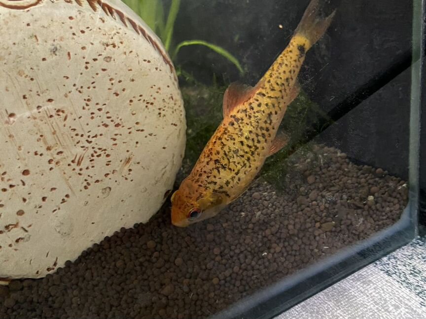 Аквариумные рыбки 3 тернеции и 1 барбус шуберта