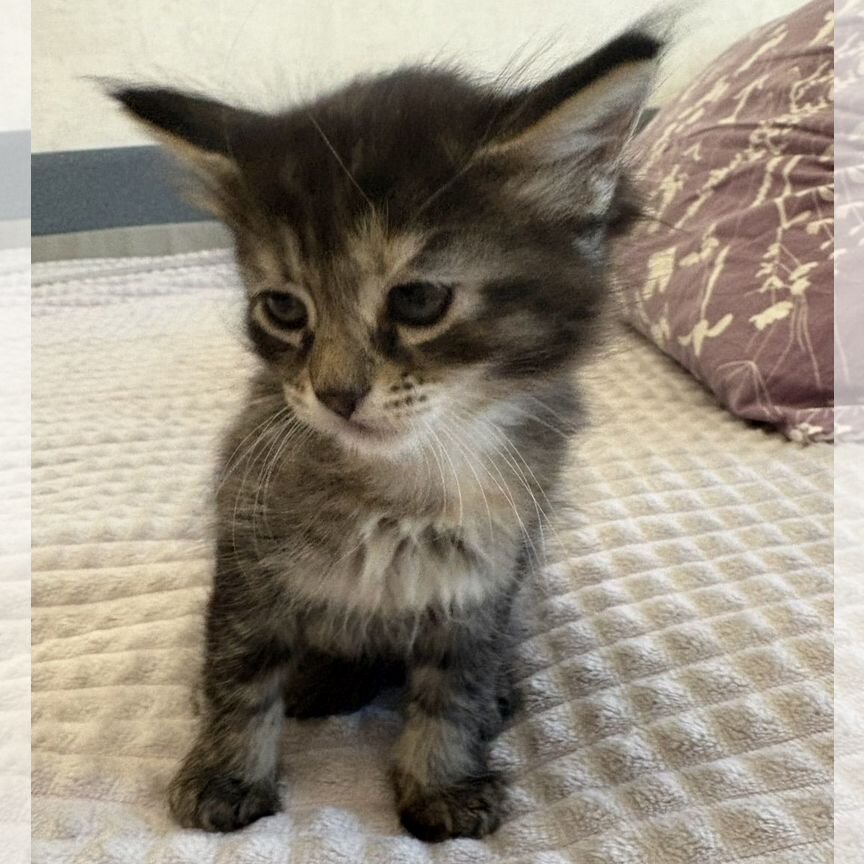 Мейн-кун котёнок