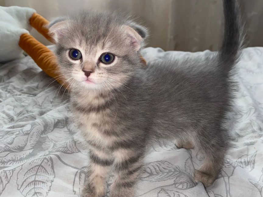 Шотландские вислоухие котята